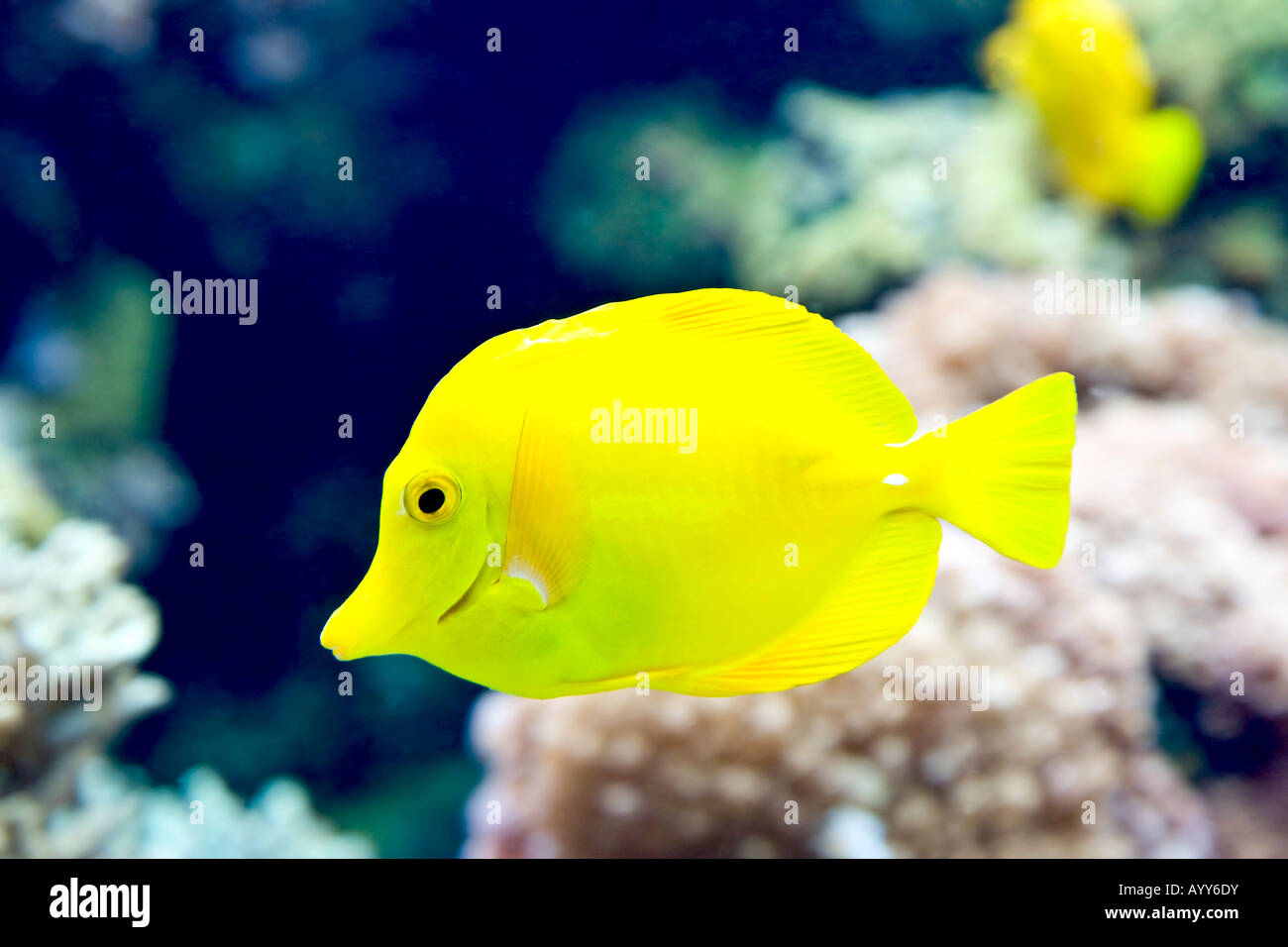 Yellow tang fish Stock Photo - Alamy