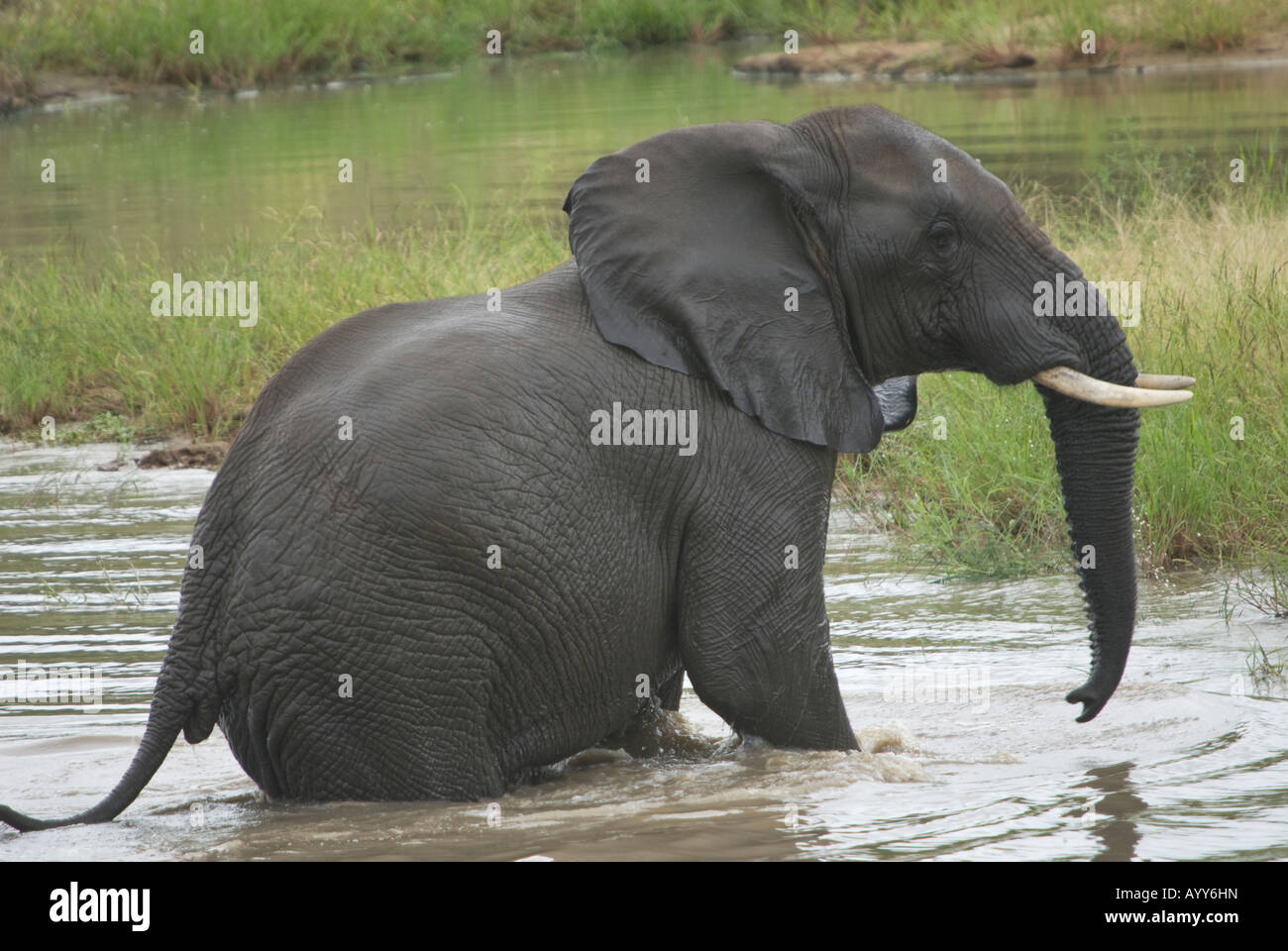 African elephant knee hi-res stock photography and images - Alamy