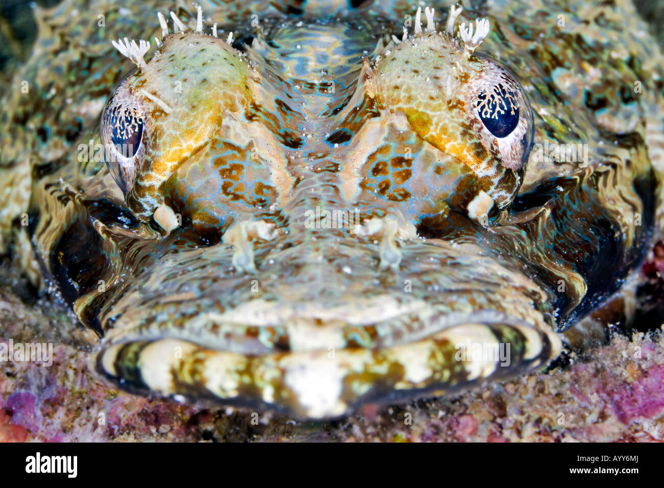 Crocodile Fish Spotted: A Fish That Resembles A Crocodile!