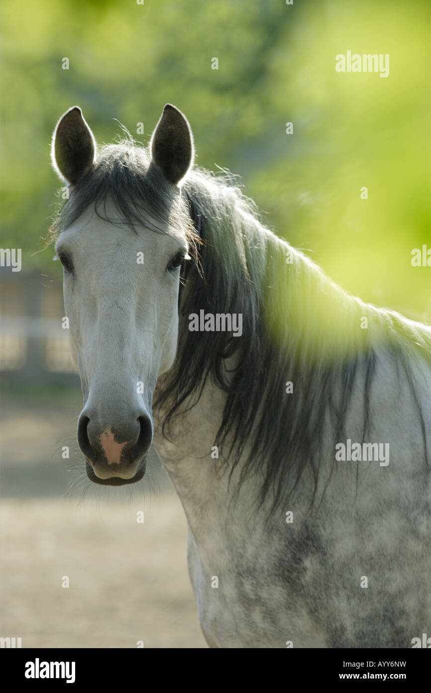 Kladrubers hi-res stock photography and images - Alamy