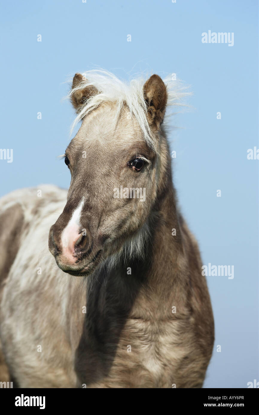 Classic Pony - foal - portrait Stock Photo - Alamy