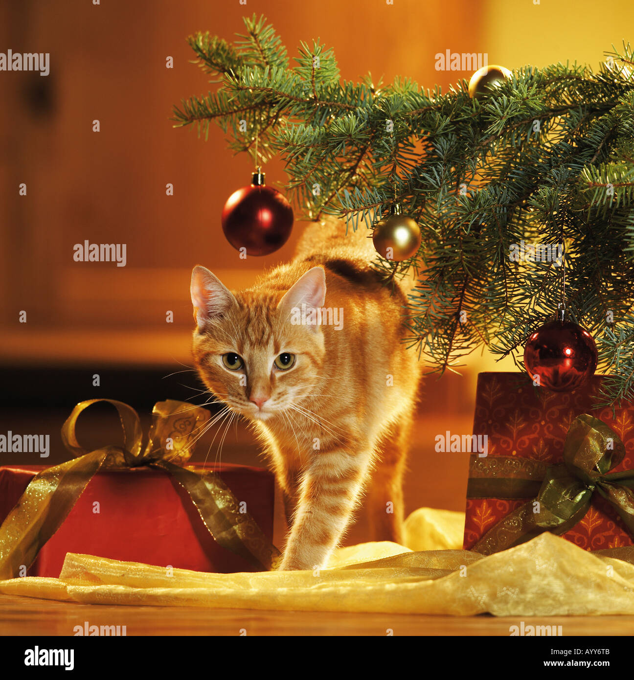 Tabby cat under the christmas tree hi-res stock photography and images ...