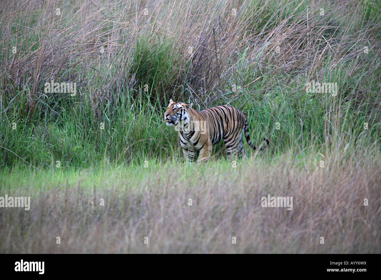 Huge Male Tiger (Panthera tigris) is a mammal of the Felidae family at ...