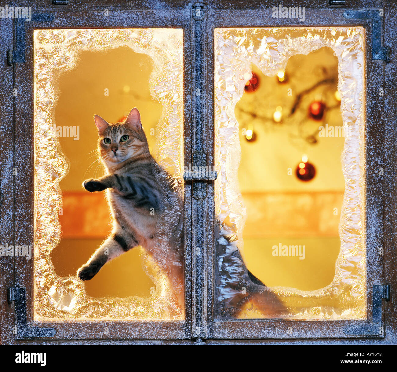 christmas domestic cat at window frosted Stock Photo - Alamy