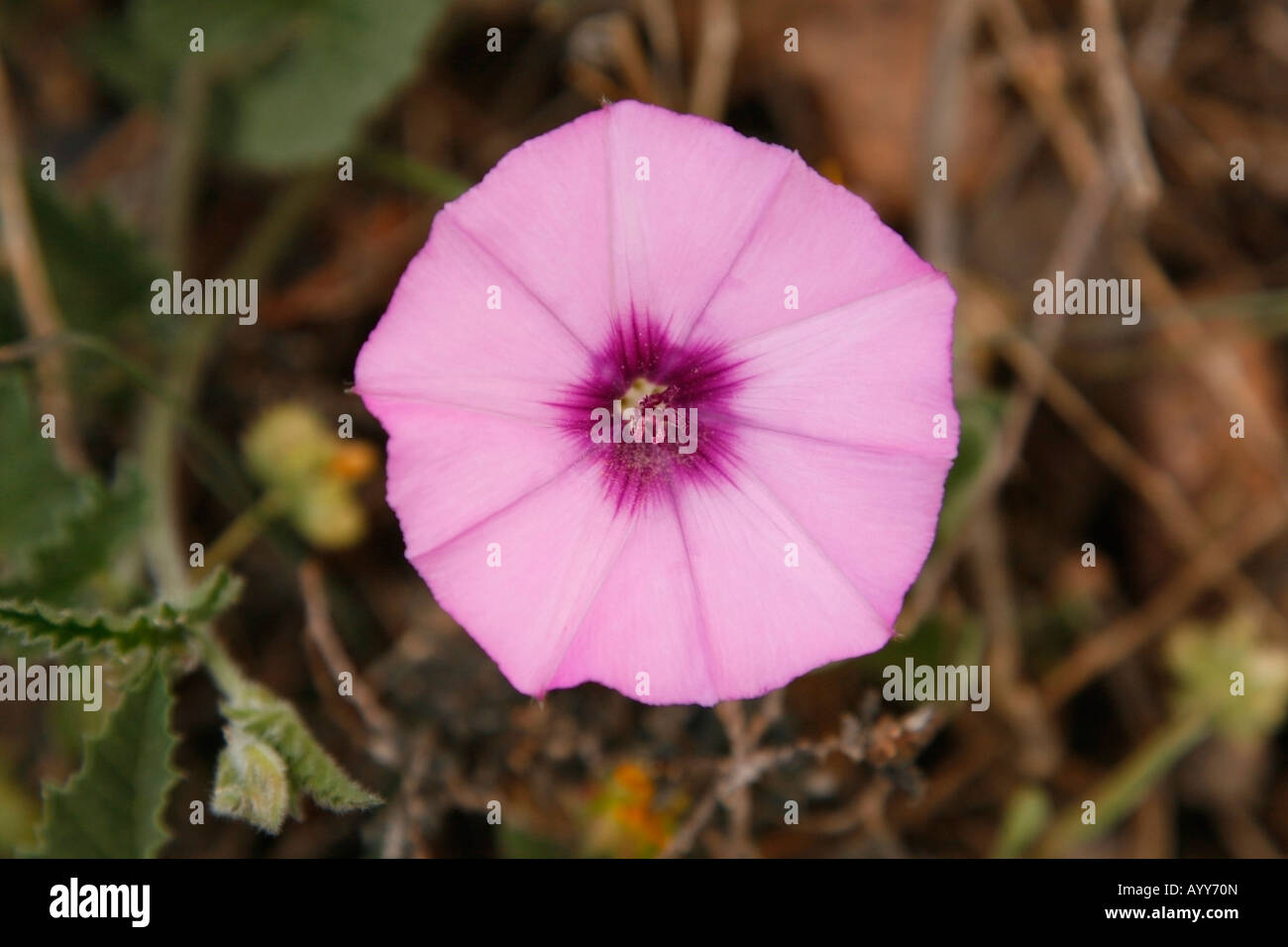 One pink climbing flower Stock Photo - Alamy
