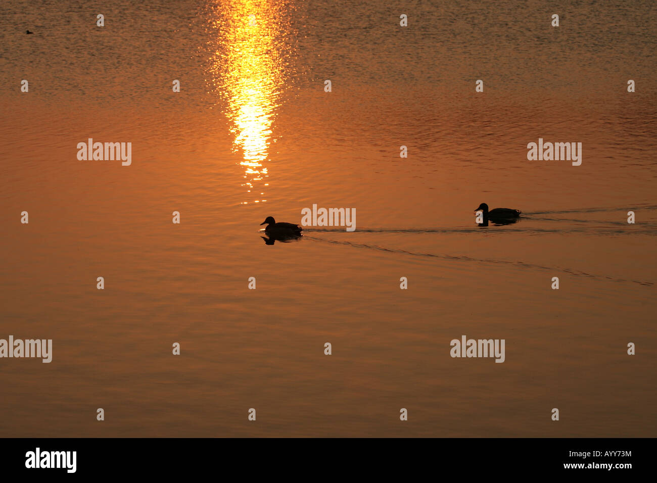 Silhouette mallard bird uk hi-res stock photography and images - Alamy