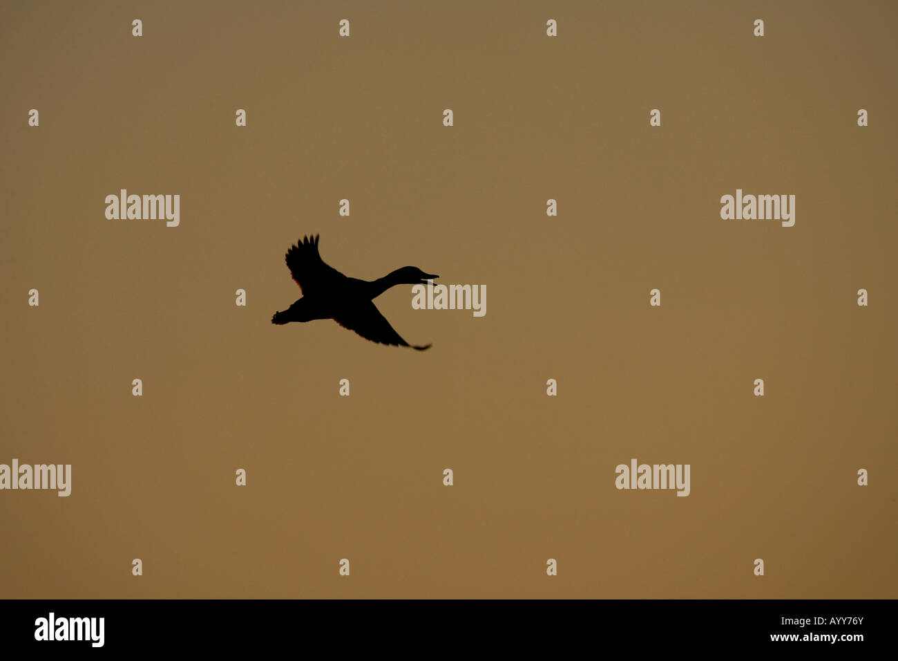 Mallard duck flying at sunset Stock Photo - Alamy