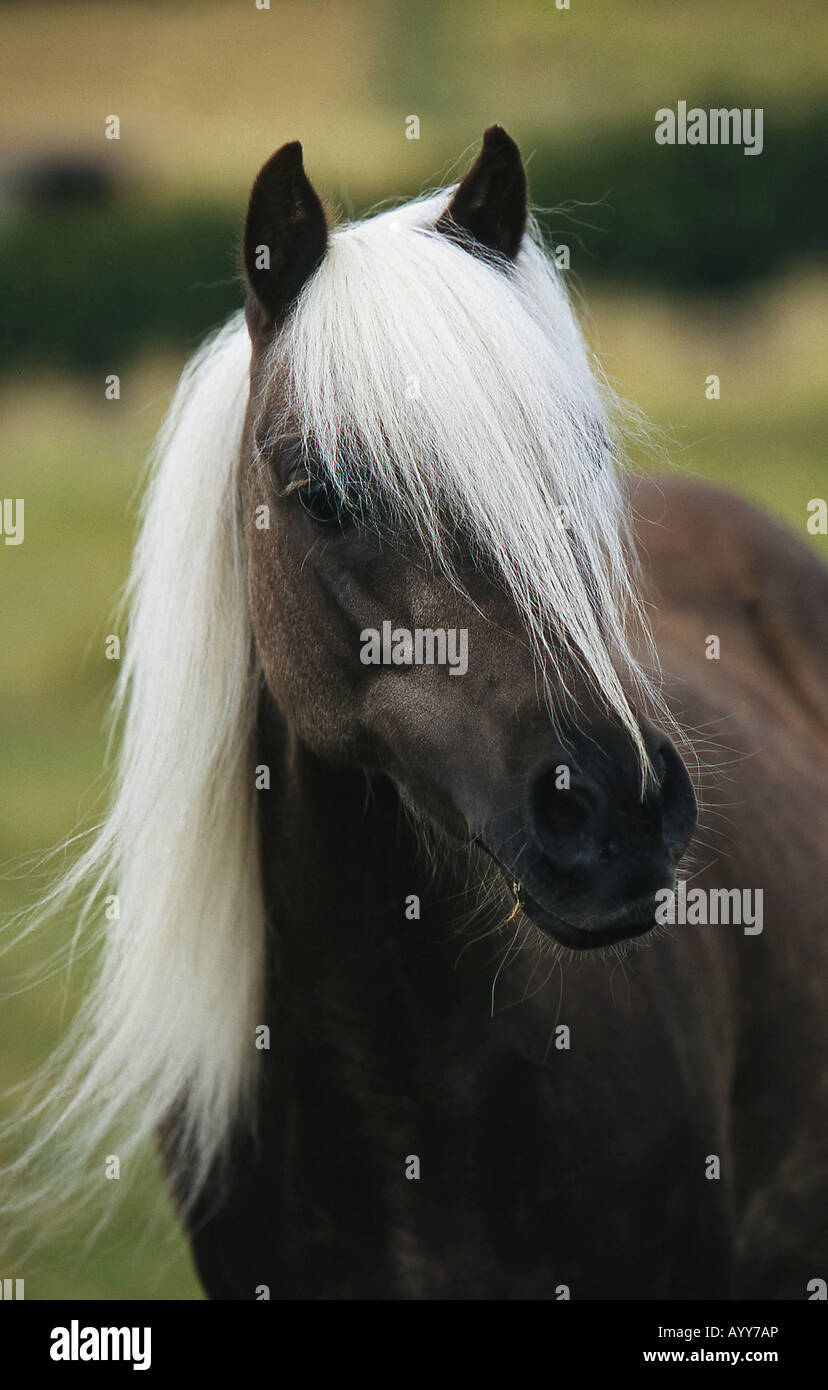 Classic Pony - portrait Stock Photo - Alamy
