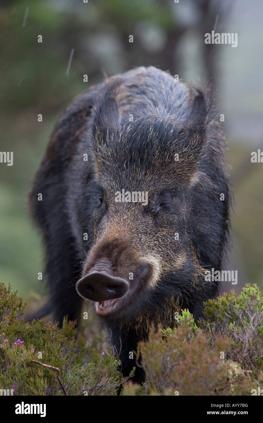 Paul lister scotland hi-res stock photography and images - Alamy