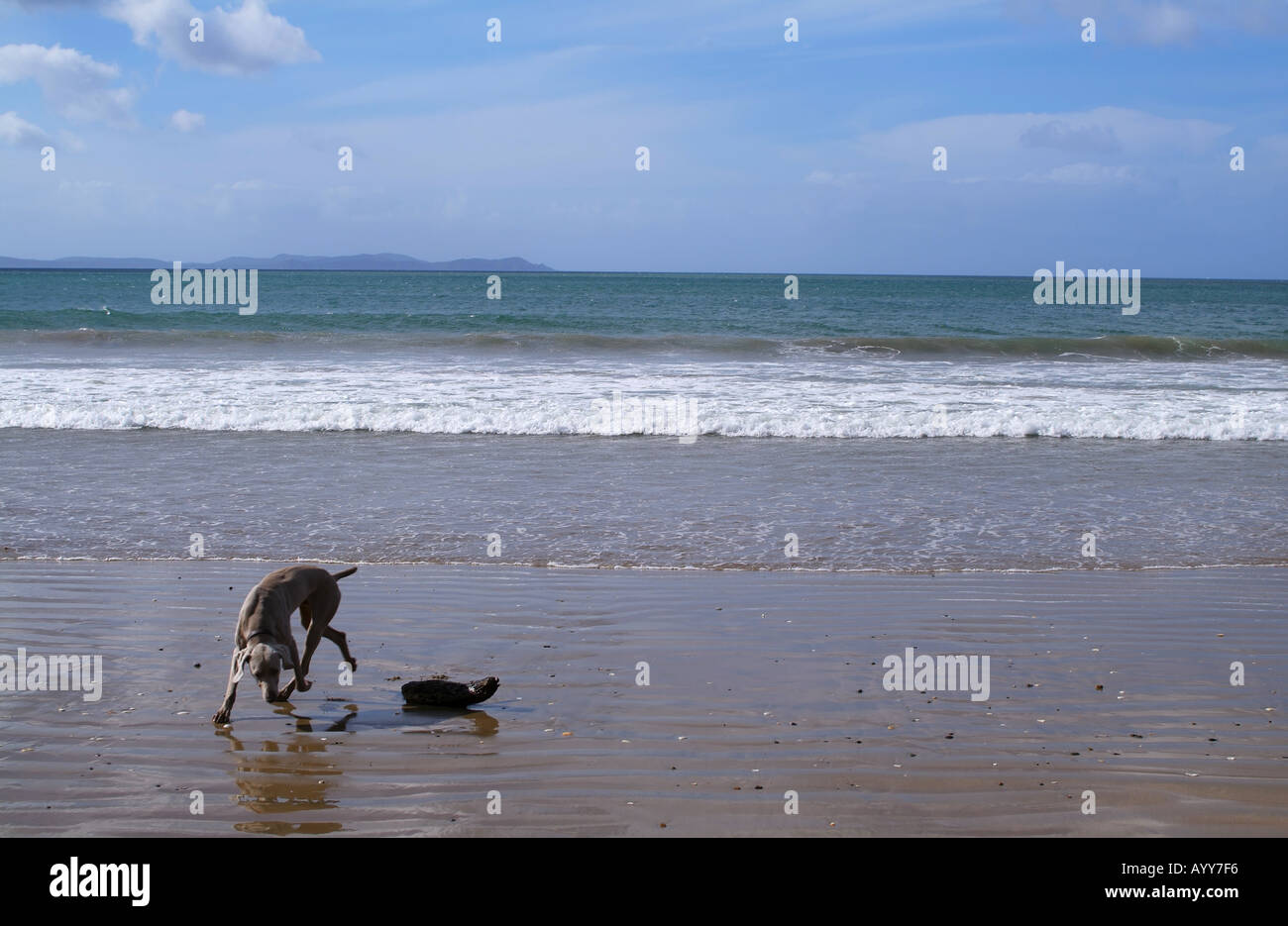 Coopers beach hi-res stock photography and images - Alamy