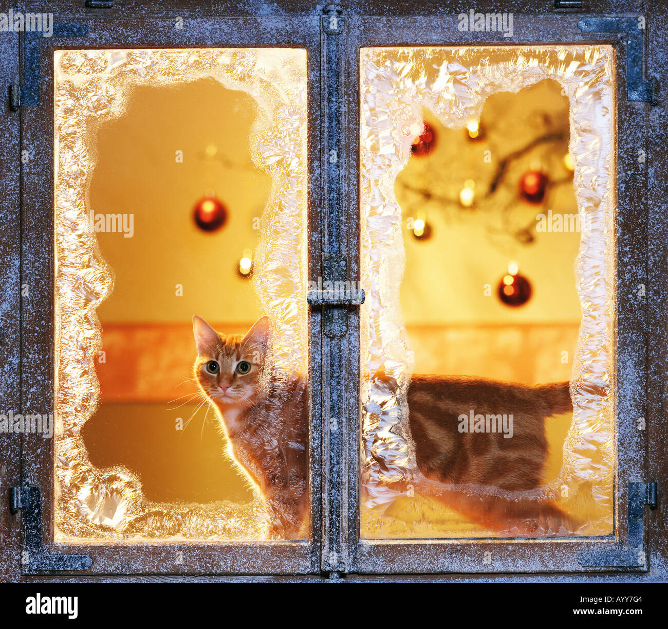 christmas : domestic cat at window - frosted Stock Photo - Alamy