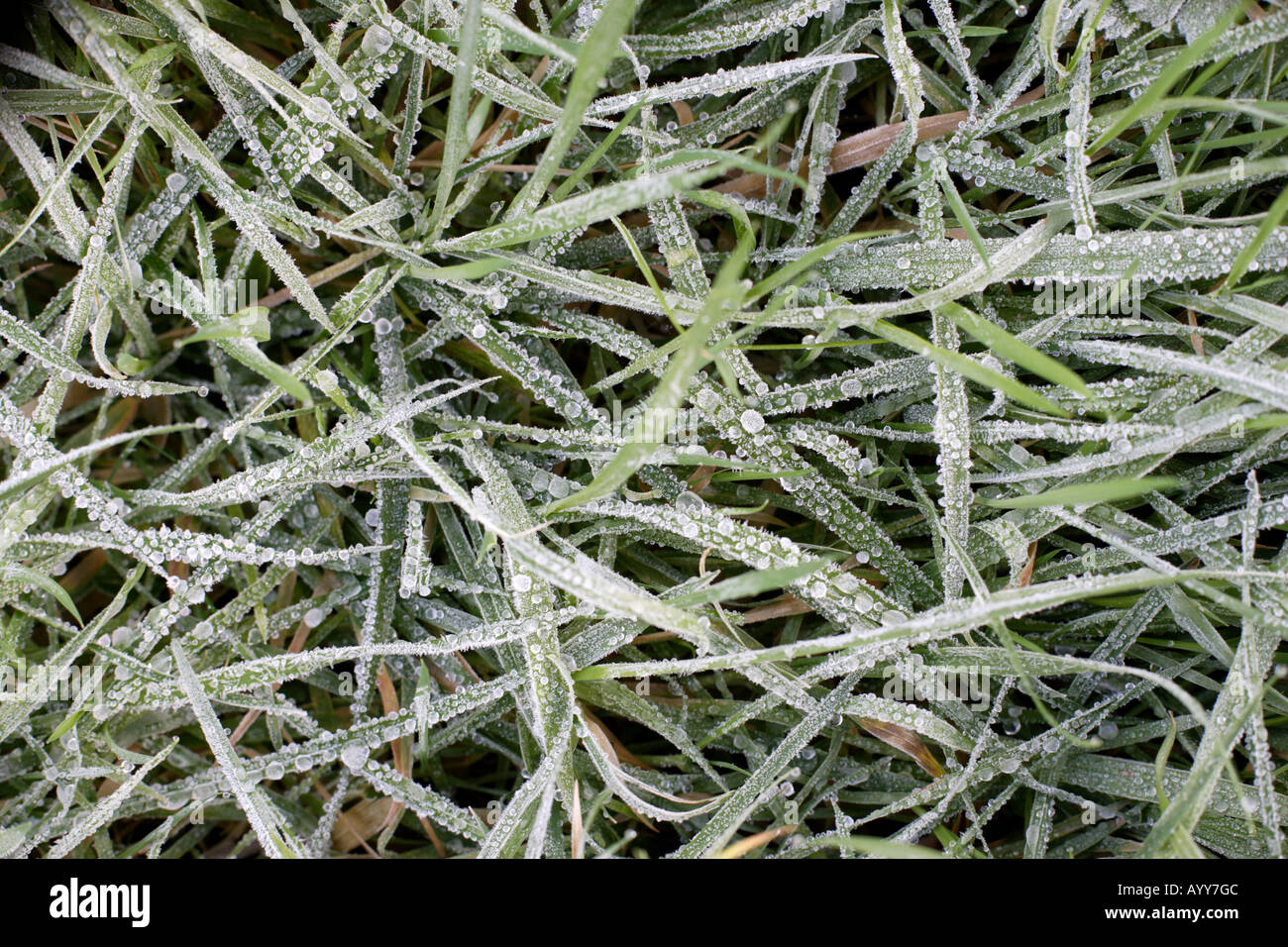 Icy garden grass hi-res stock photography and images - Alamy