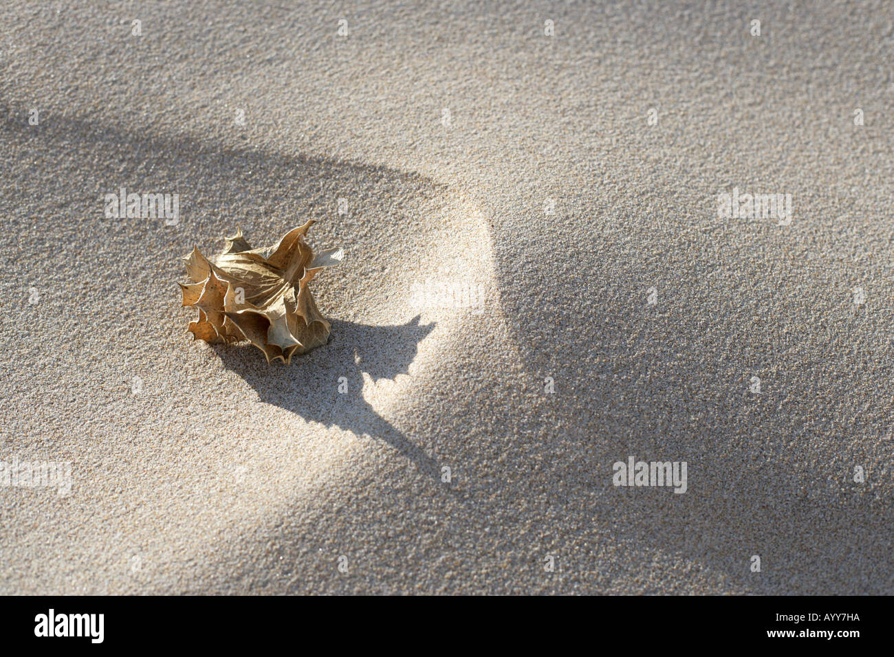 Sunbleached hi-res stock photography and images - Alamy