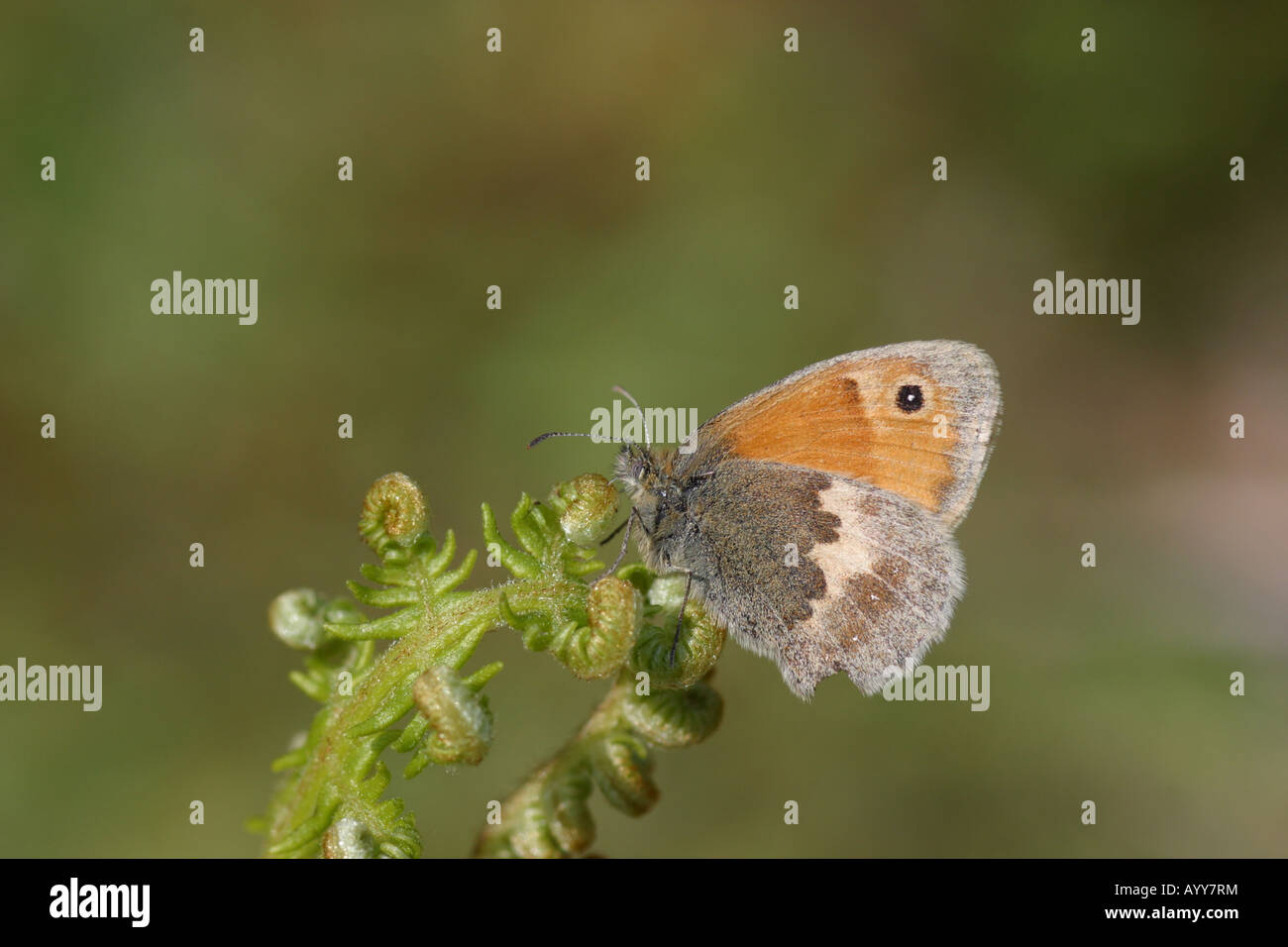 Small heath butterfly on bracken Stock Photo - Alamy