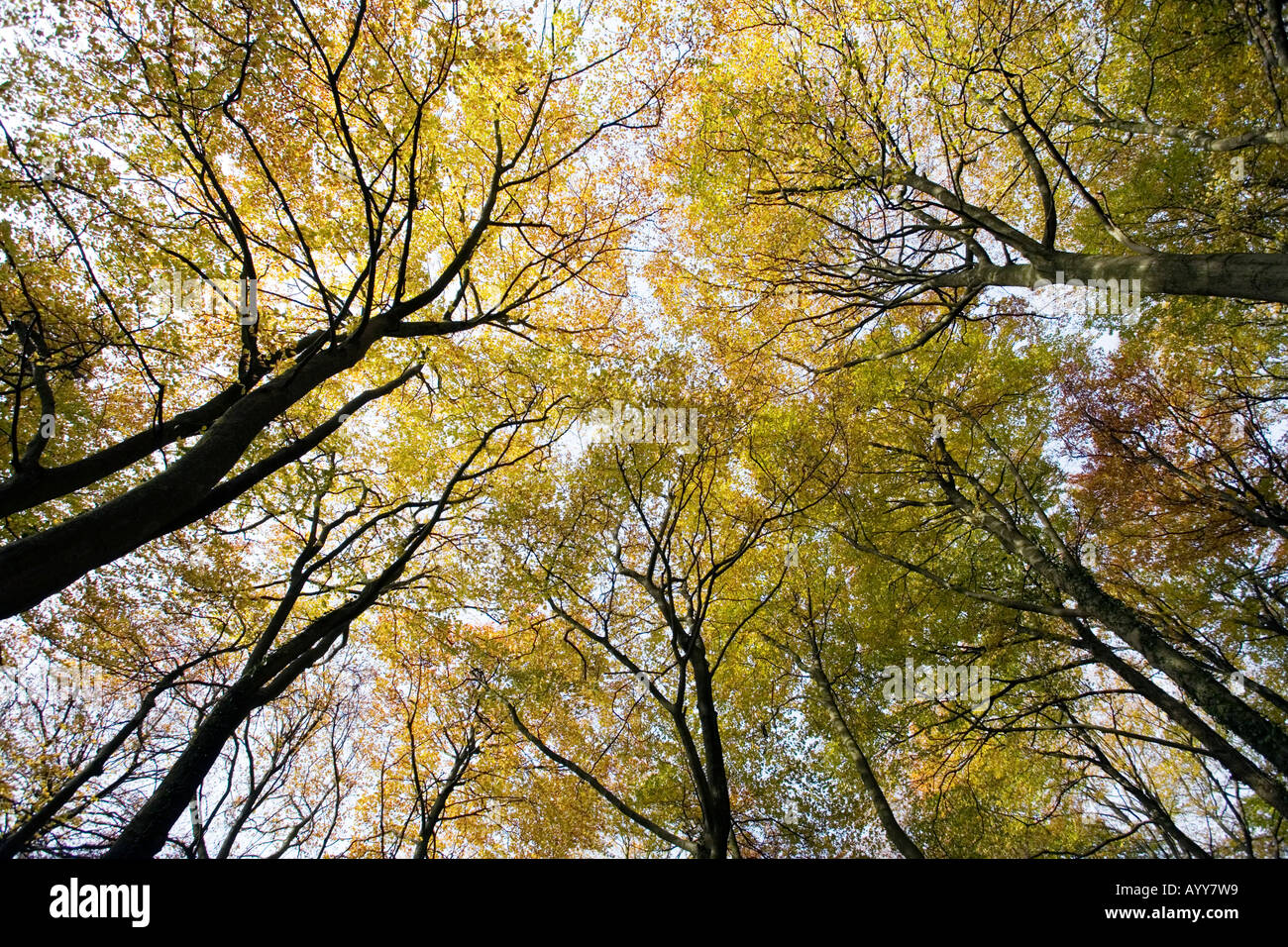 Into the woods hi-res stock photography and images - Alamy