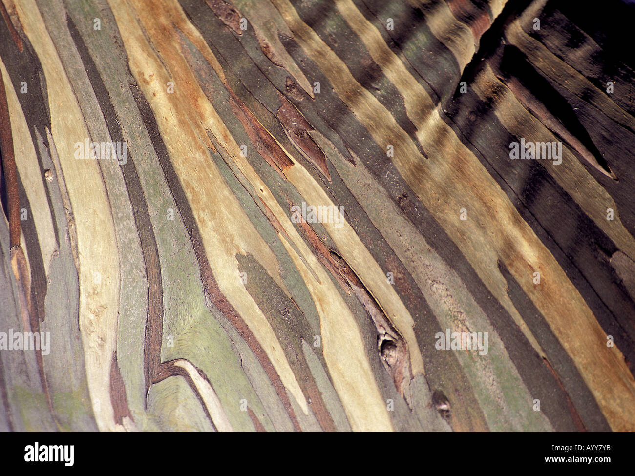 Snowgum tree hi-res stock photography and images - Alamy