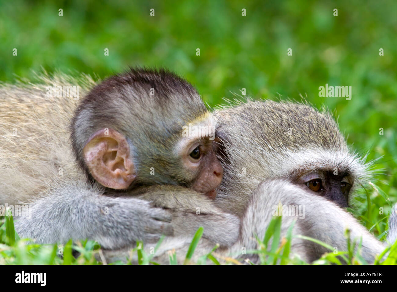 A baby vervet monkey plays with its mother Stock Photo - Alamy