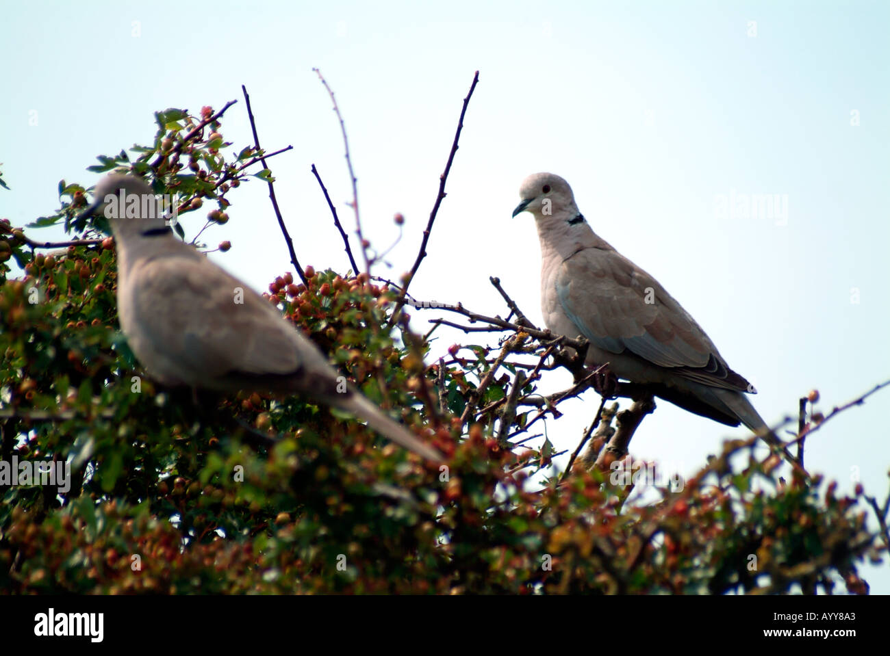 Collared Doves Back in focus Stock Photo - Alamy