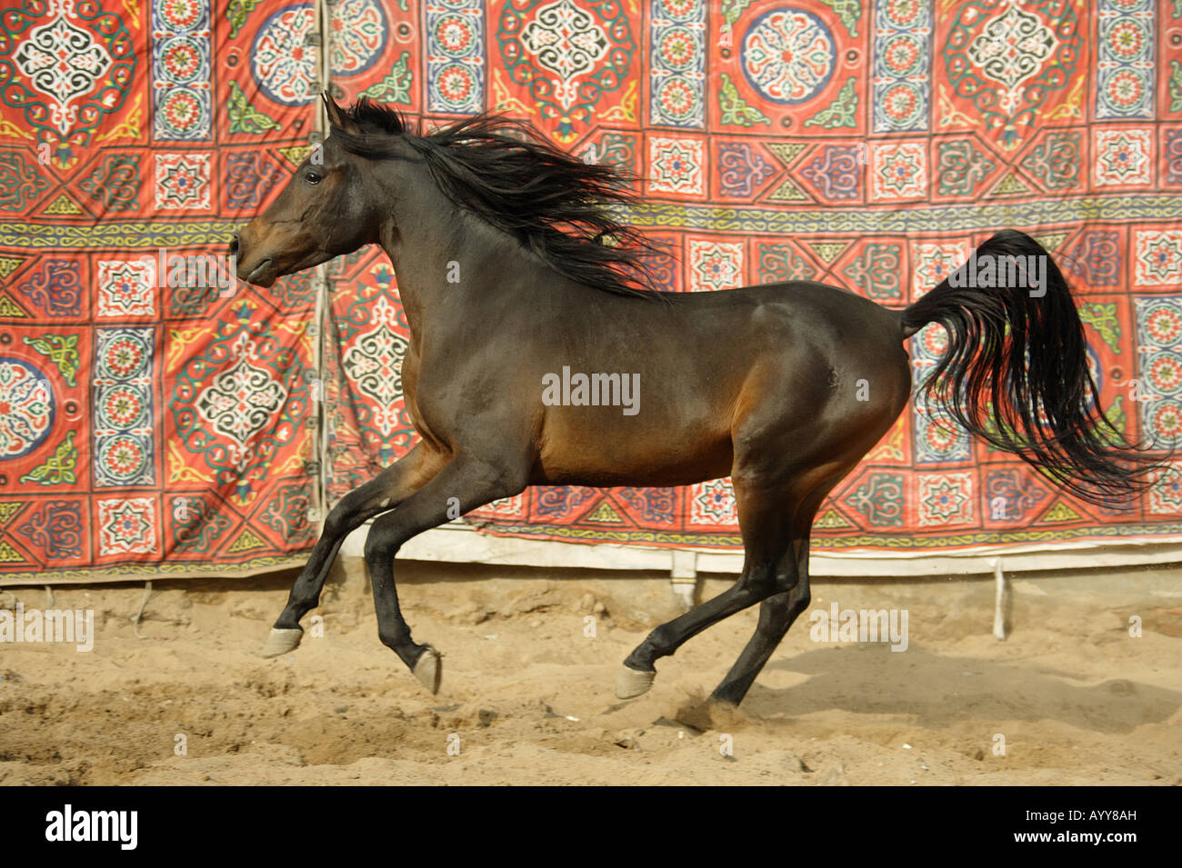 Arabian horse - galloping Stock Photo - Alamy