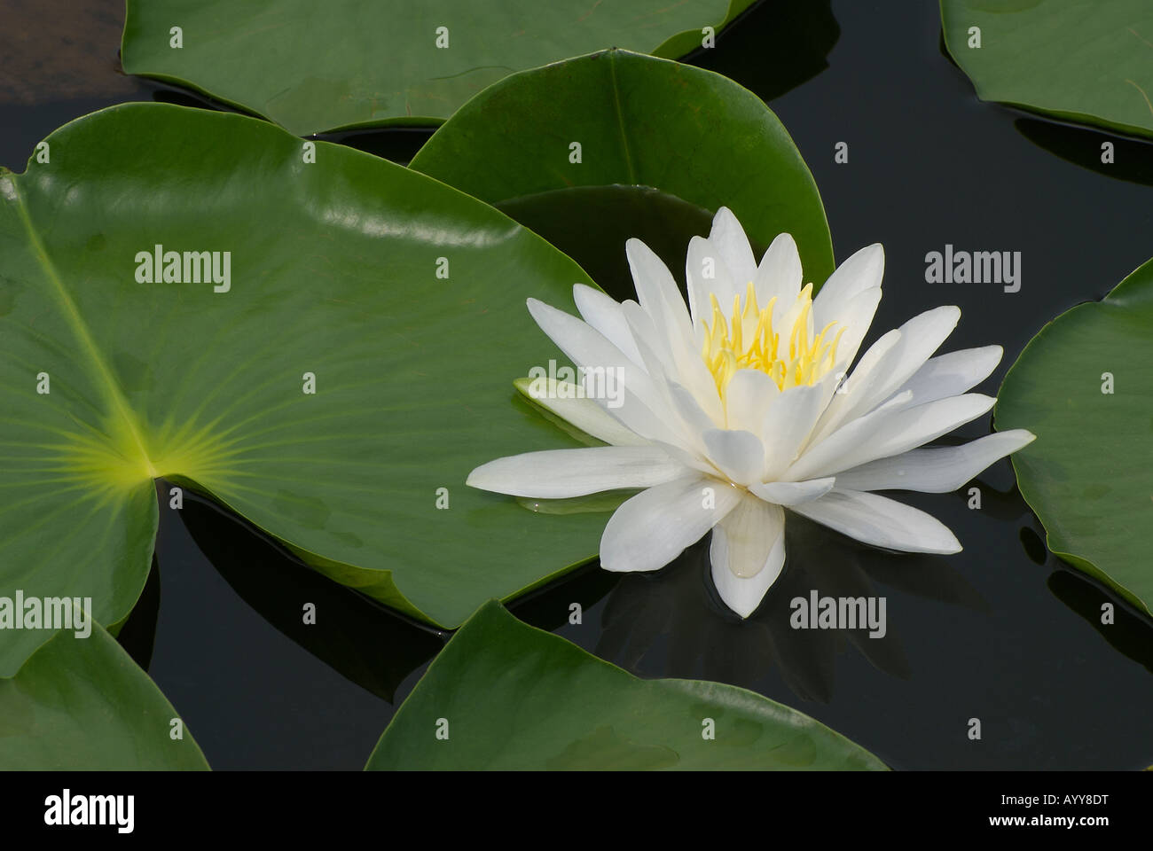 Fragrant White Water Lily [Nymphaea odorata] growing in Ohio pond ...