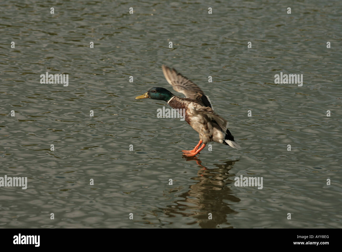 Mallard duck landing on a lake Stock Photo - Alamy