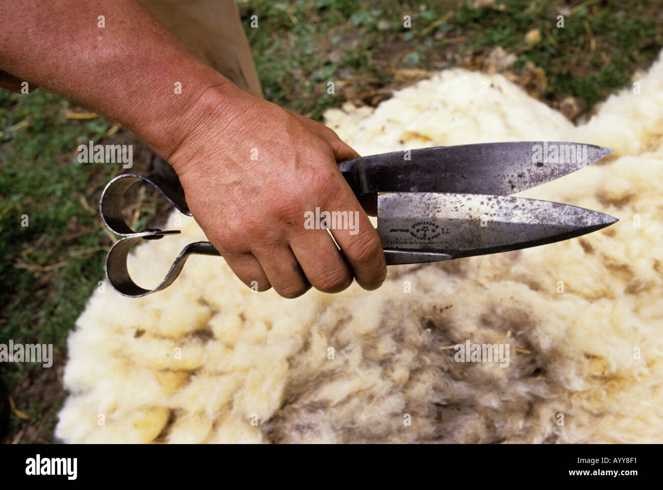 Shearing sheep by hand with shears Stock Photo - Alamy