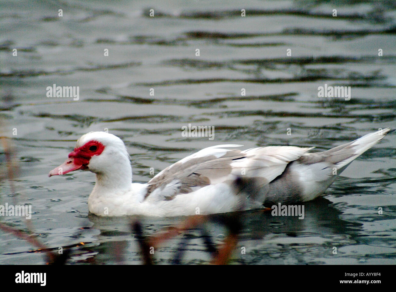 Common White Duck Stock Photo - Alamy