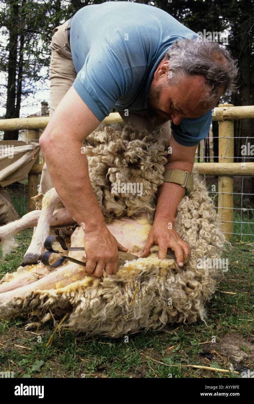 Hand shearing hi-res stock photography and images - Alamy