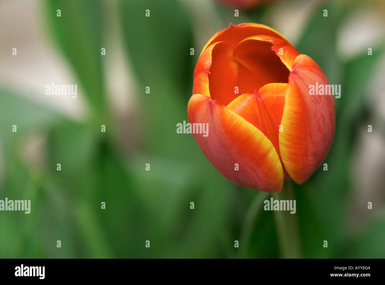 proud tulip head Stock Photo - Alamy