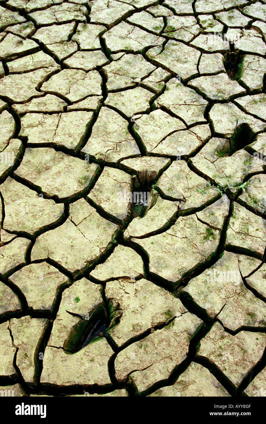 footsteps in a dry earth Stock Photo - Alamy
