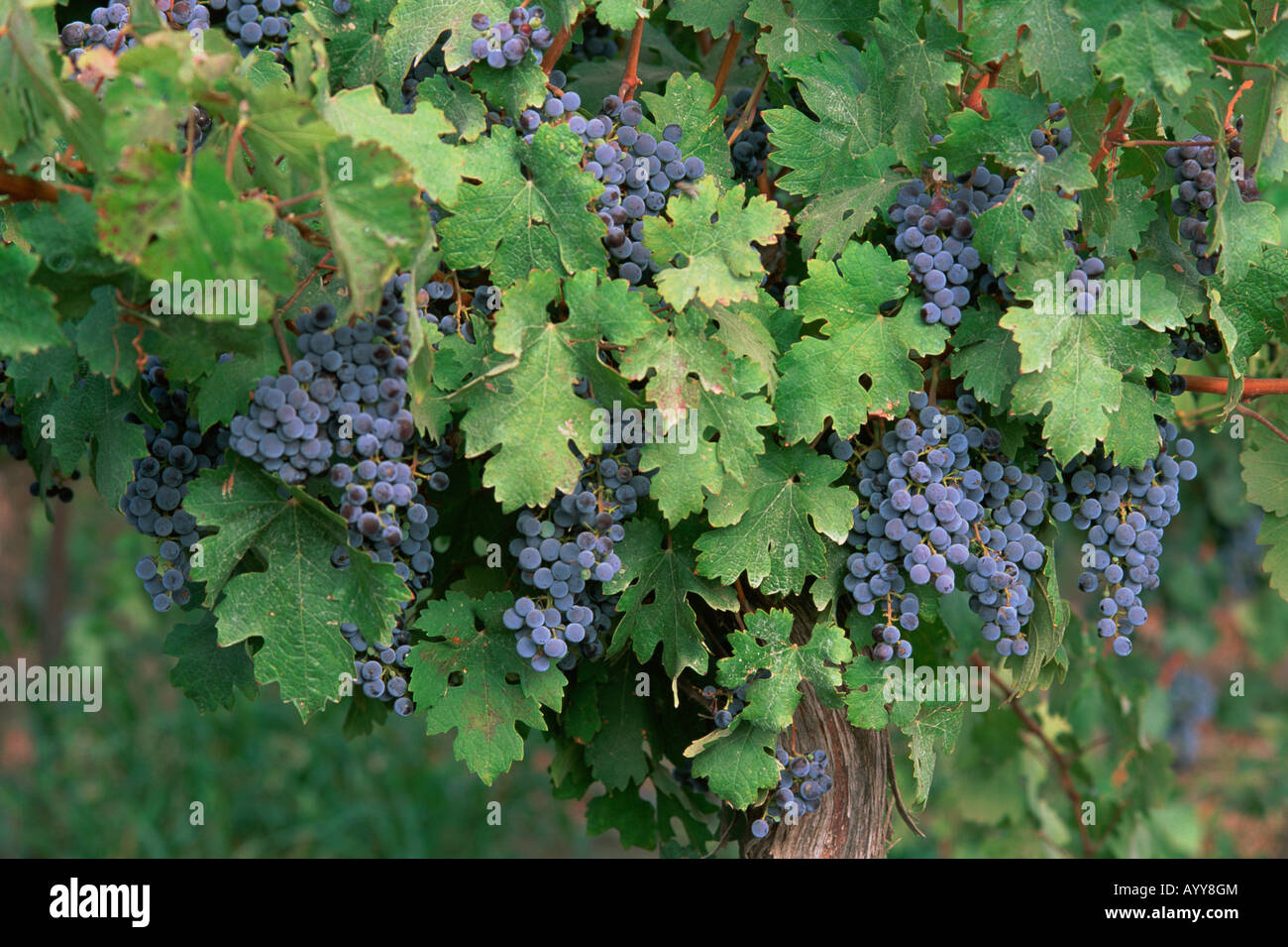 A grapevine minutes before harvest at a vineyard in the Golan Heights ...