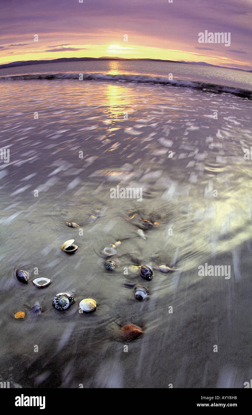 Shells on beach tasmania hi-res stock photography and images - Alamy
