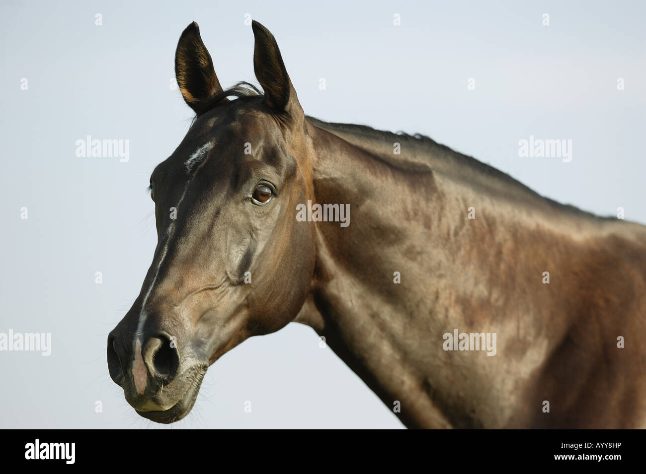 Hanoverian - portrait Stock Photo - Alamy