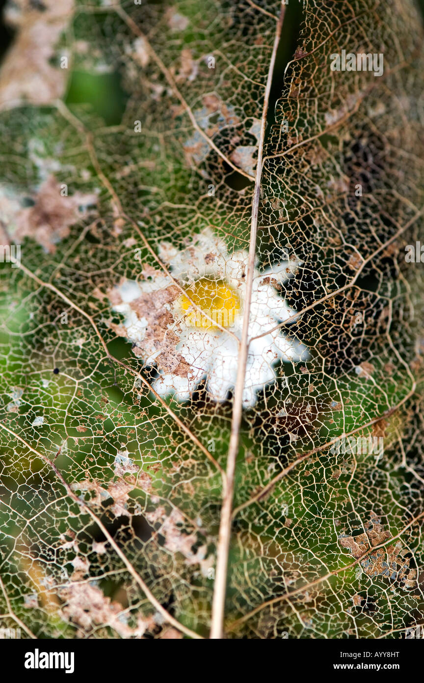 Skeleton flower hi-res stock photography and images - Alamy
