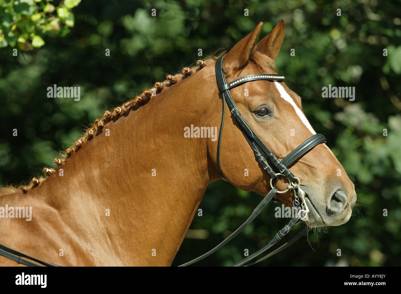 Hanoverian - portrait Stock Photo - Alamy