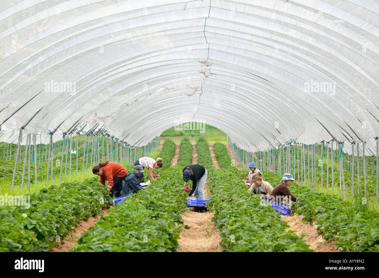 Eastern European workers picking strawberries inside a polytunnel on a ...