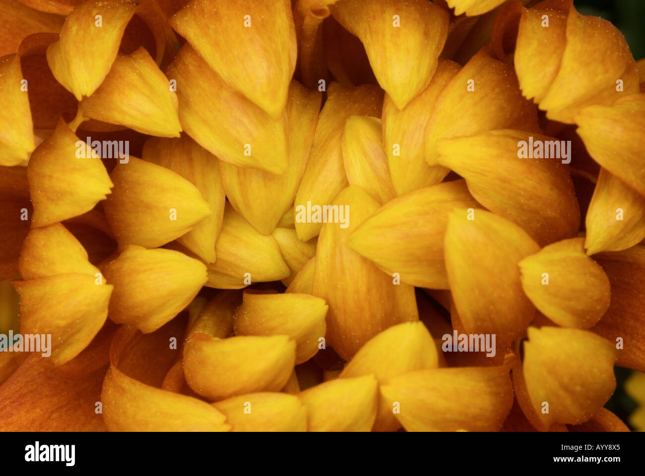 Flower bud opening inside hi-res stock photography and images - Alamy