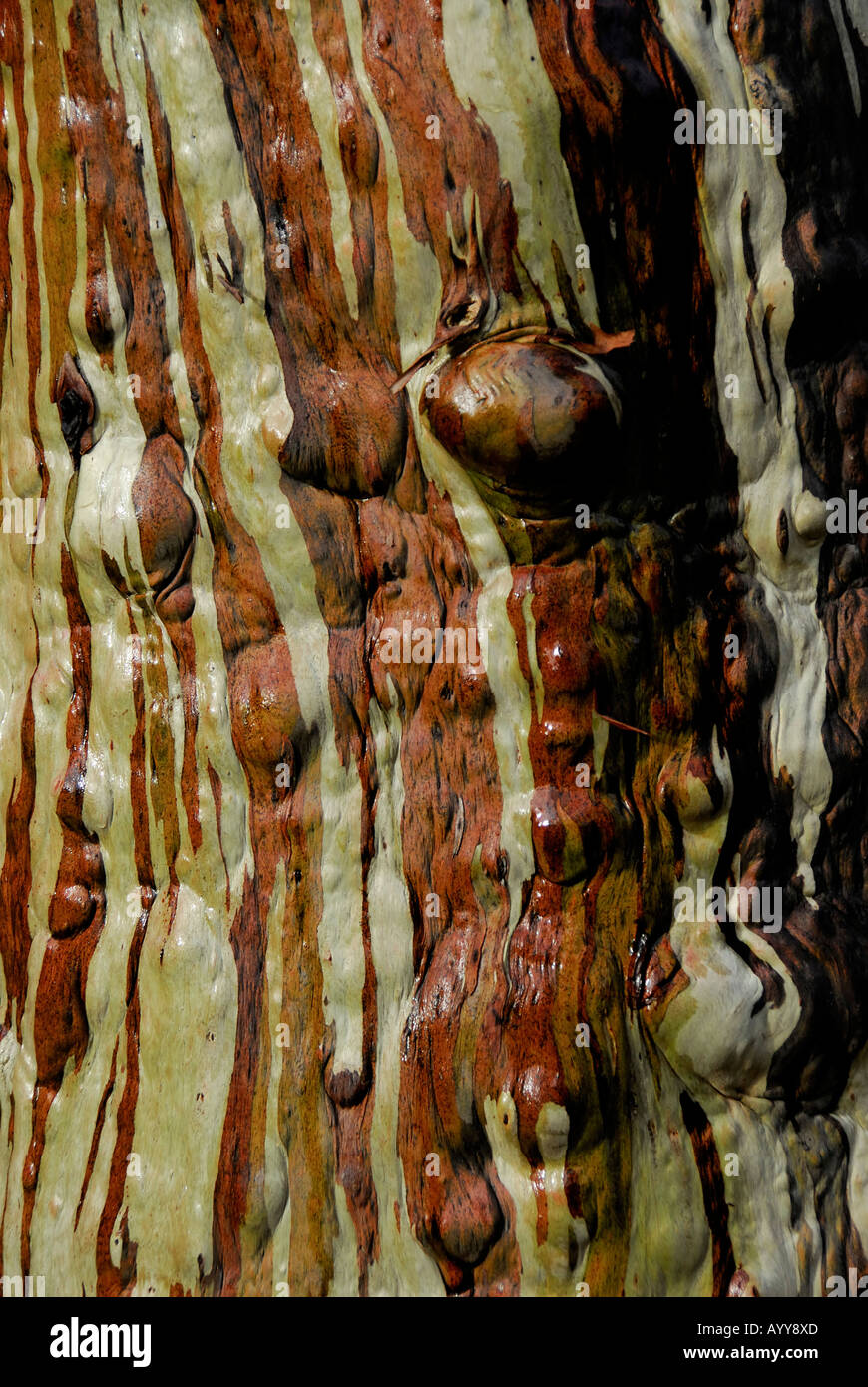 Snowgum tree hi-res stock photography and images - Alamy