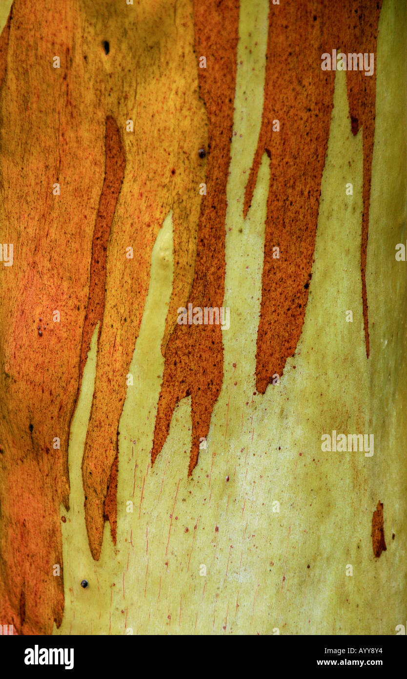 Snowgum hi-res stock photography and images - Alamy