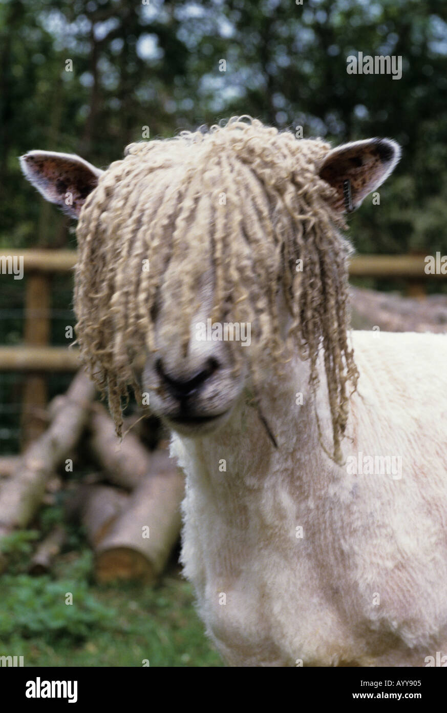 Hand shearing hi-res stock photography and images - Alamy