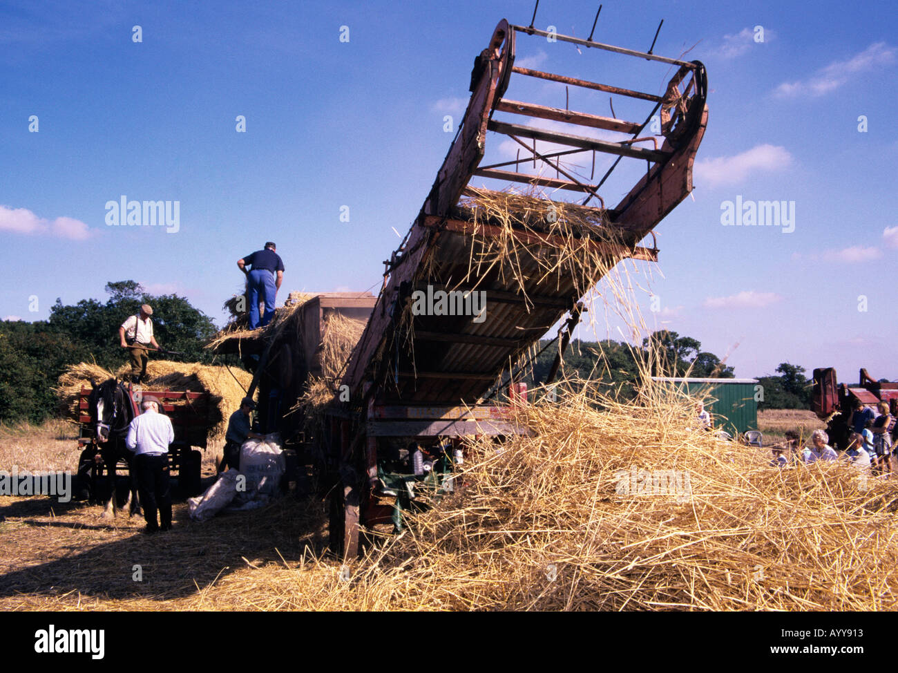 Traditional Threshing long corn straw for thatching on a farm at Bury ...