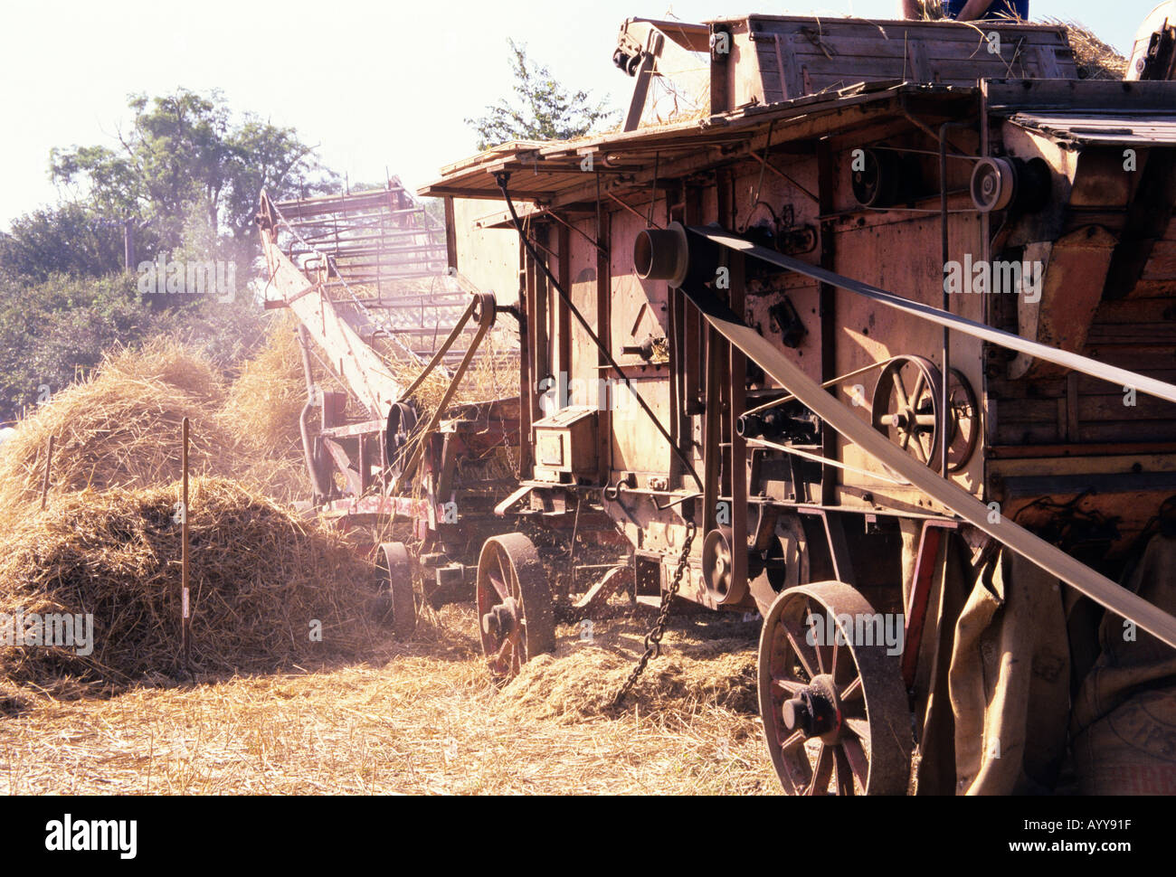 Traditional Threshing long corn straw for thatching on a farm at Bury ...