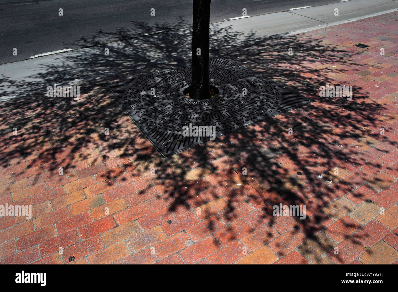 shadow pattern of tree on brick sidewalk in Tempe Arizona Stock Photo ...
