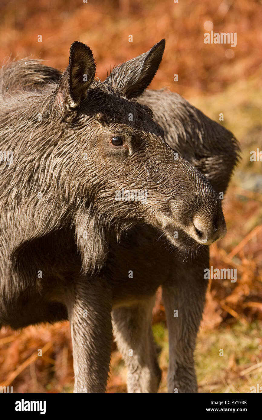 Reintroduced moose on Alladale Estate, Scotland Stock Photo - Alamy