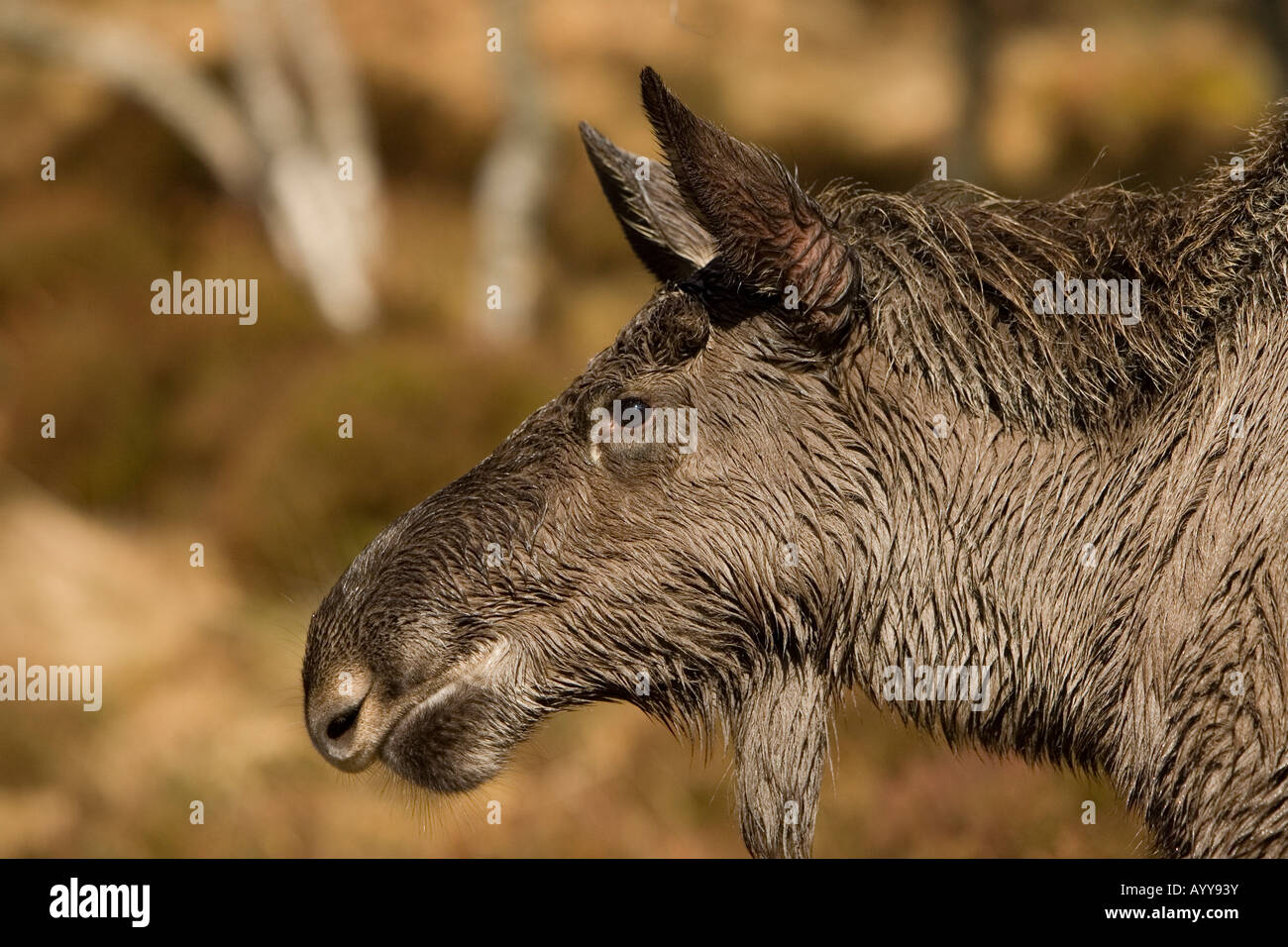 Reintroduced into britain hi-res stock photography and images - Alamy