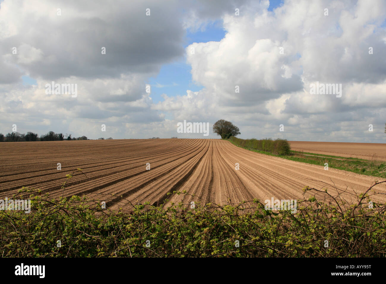 freshly ploughed field in spring norfolk east anglia england uk gb ...