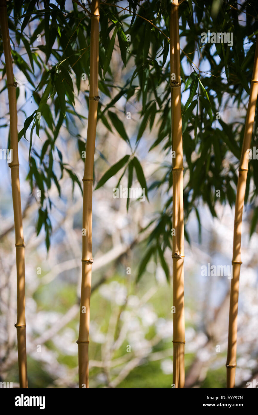 Phyllostachys vivax aureocaulis. Golden Chinese timber bamboo Stock ...