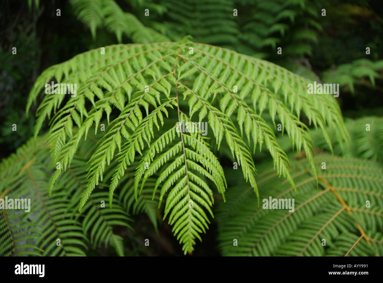 New Zealand Leaves Stock Photo - Alamy