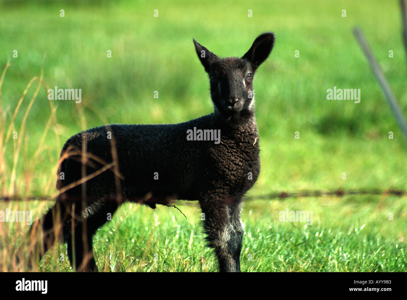 Black lamb hi-res stock photography and images - Alamy