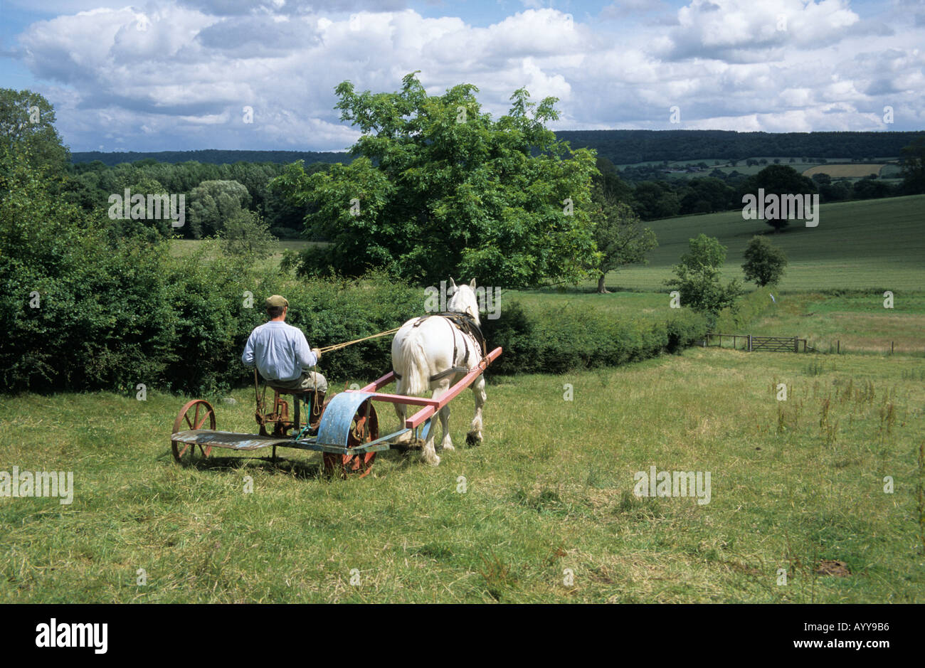 Hay making the old way with horse drawn mower at Acton Scott a working ...